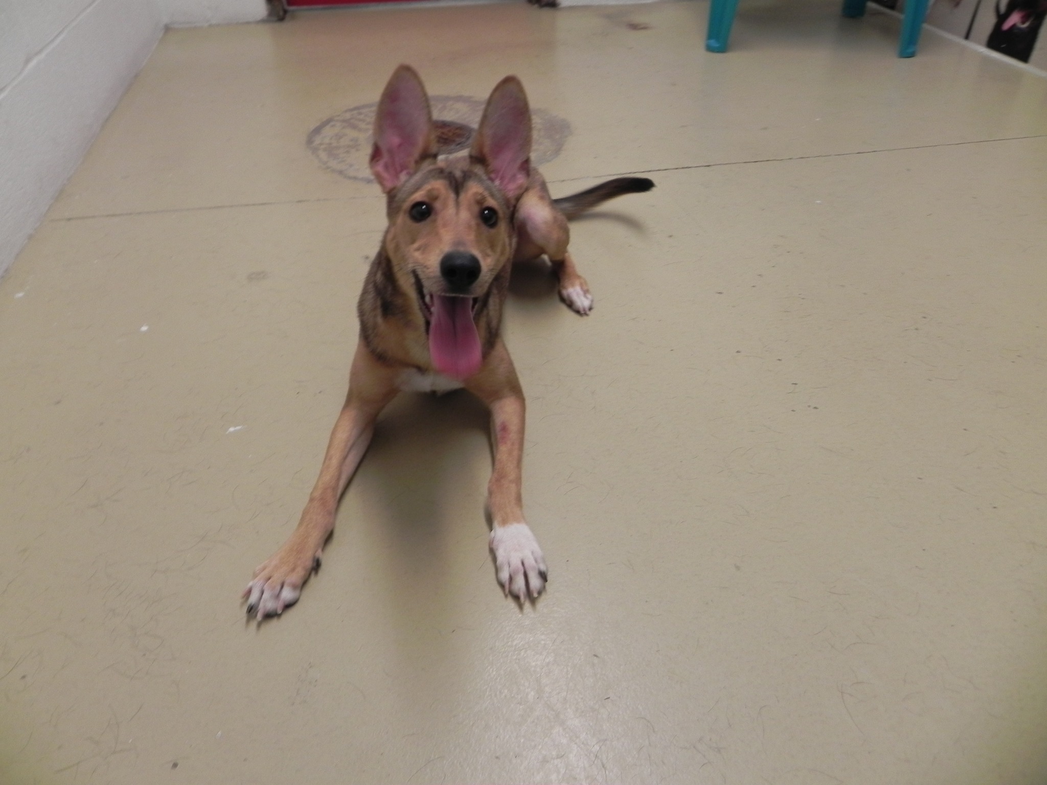 Darke County Animal Shelter has a new dog for adoption – County News Online Darke County Animal Shelter has a new dog for adoption – County News Online