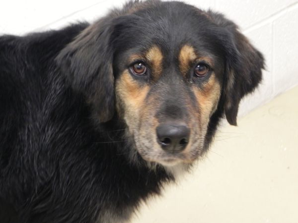 Darke County Animal Shelter has a new dog for adoption – County News Online Darke County Animal Shelter has a new dog for adoption – County News Online